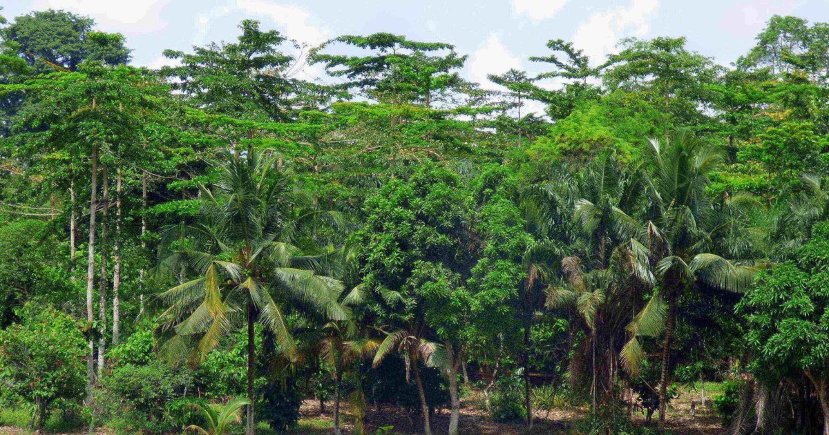 On recherche un stagiaire pour la cartographie de la biodiversité β sur ...