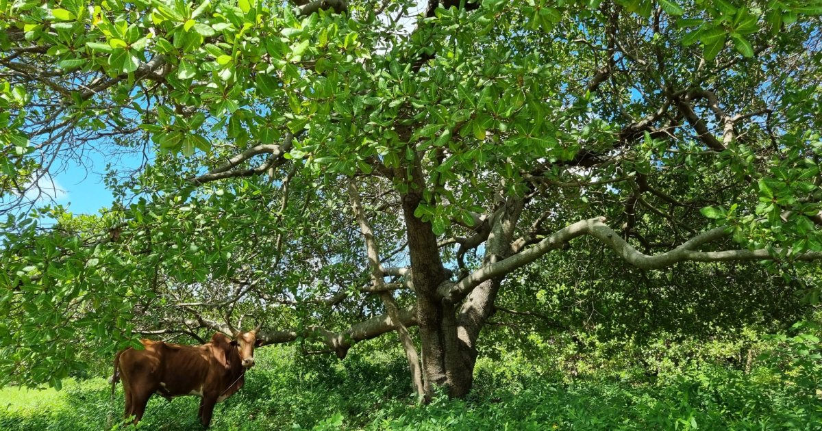 MISHEW - Évaluation à mi-parcours du projet sur la chaîne de valeur ...