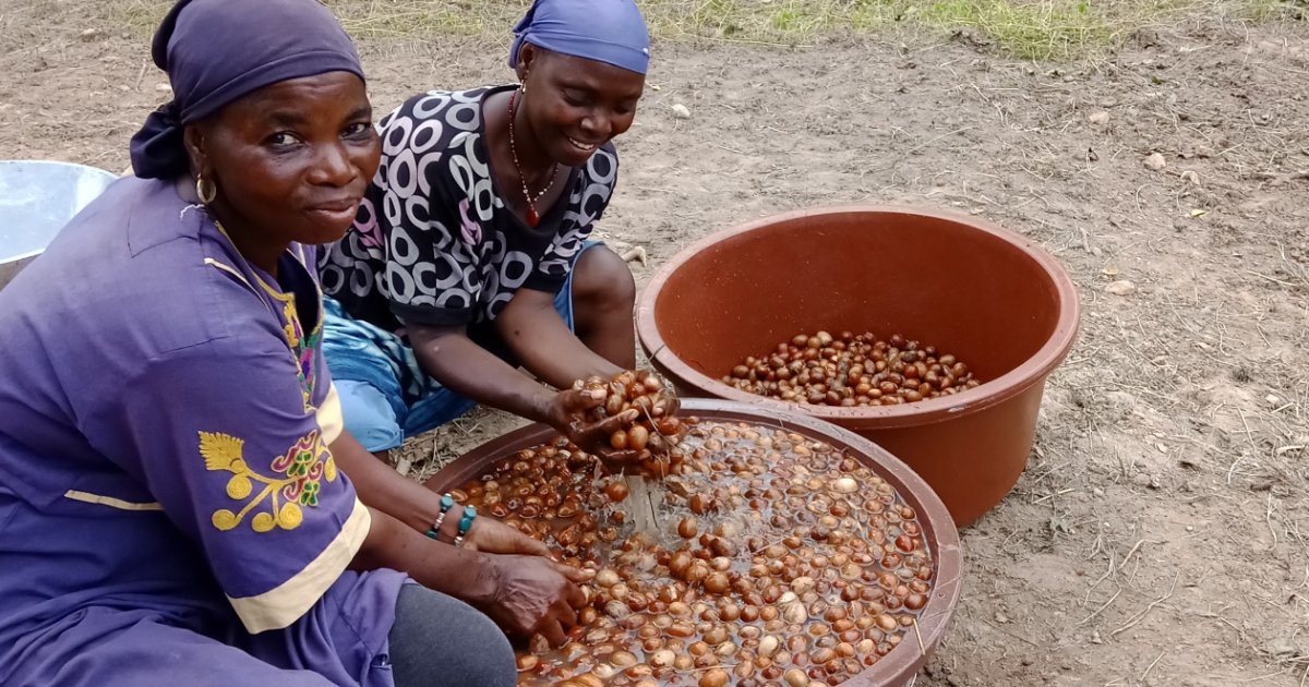 Launch of the shea campaign for an order of 50 tons of organic kernels ...