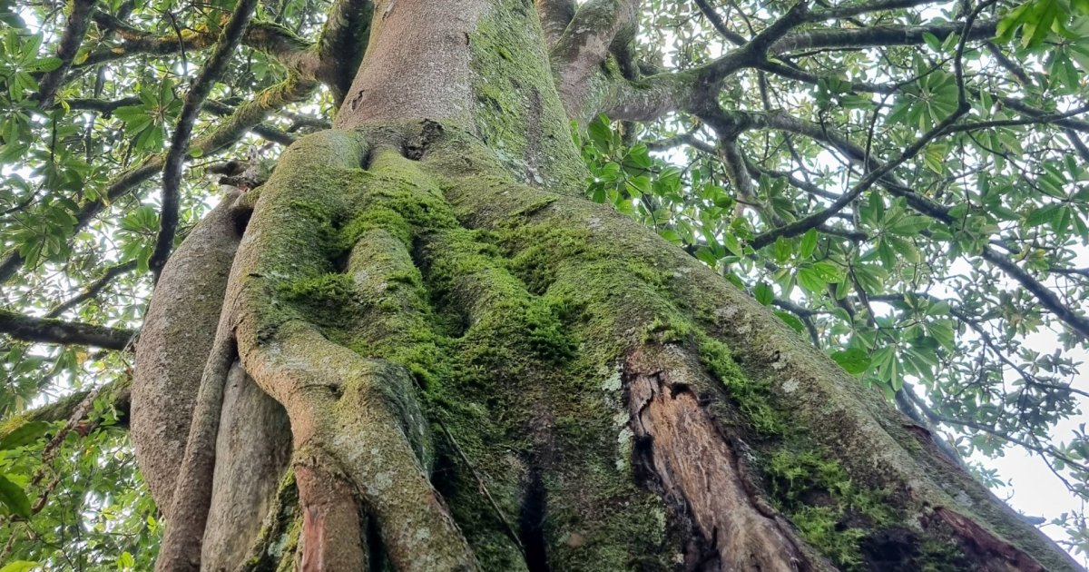 ADRYADA - Assistance technique sur la forêt classée du Haut-Sassandra ...