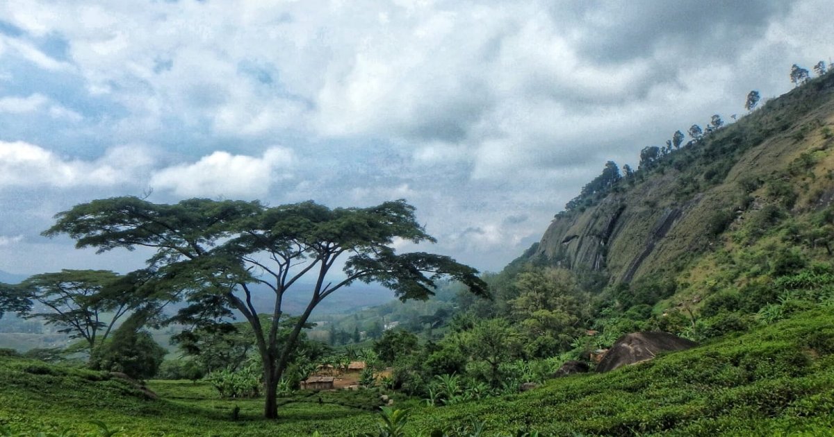 CARBOFIN - Module de formation sur Finance Carbone & Développement – Nitidæ