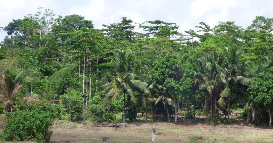 CACAOFOREST - Study for the launch of the Cacao Forest agroforestry ...