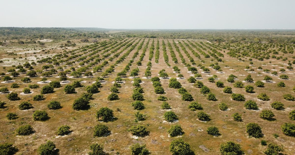 A pilot study of remote sensing by drone and satellite to strengthen ...