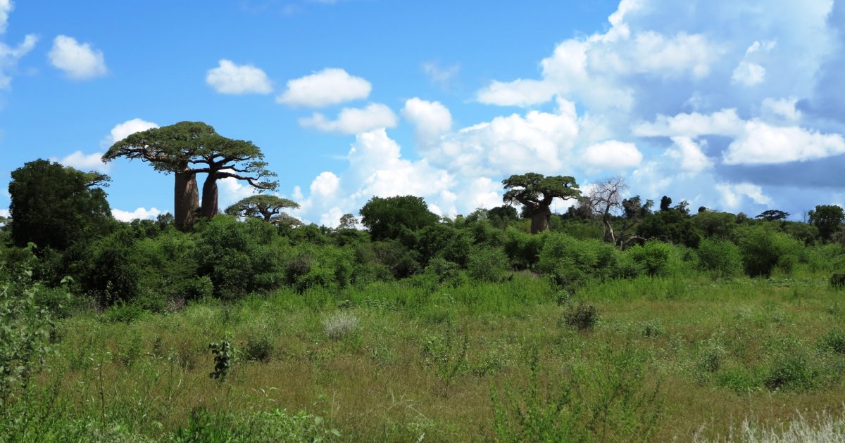 Peanut and maize, main deforestation causes in southwestern Madagascar ...