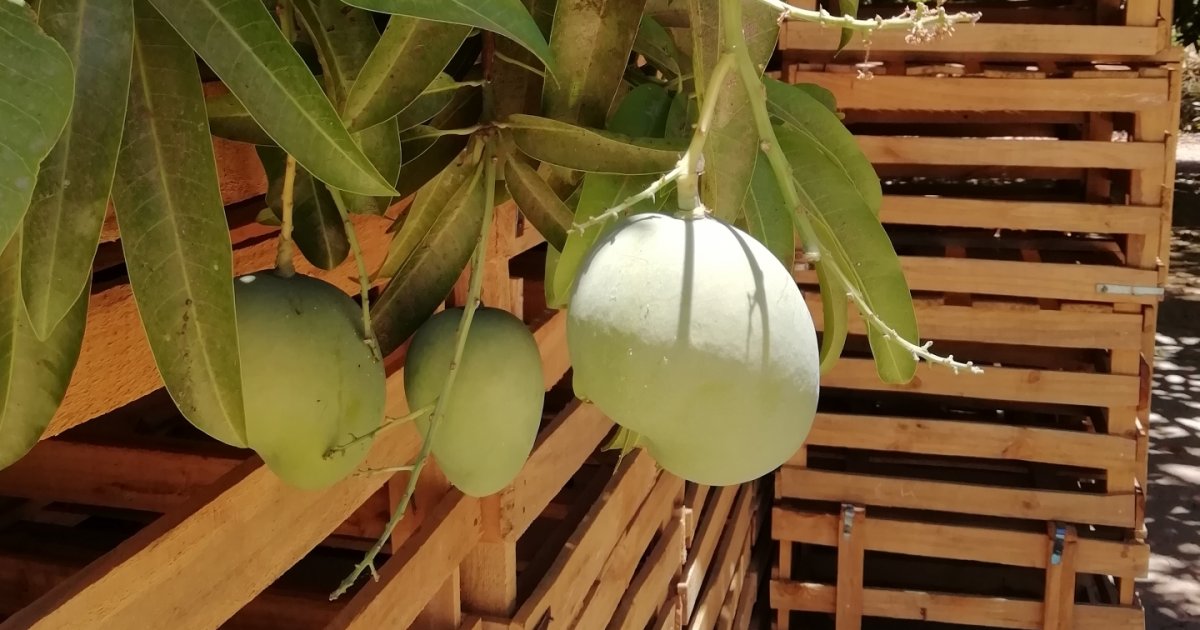 MANGODIV - Study of the possibilities of diversifying mango producers ...