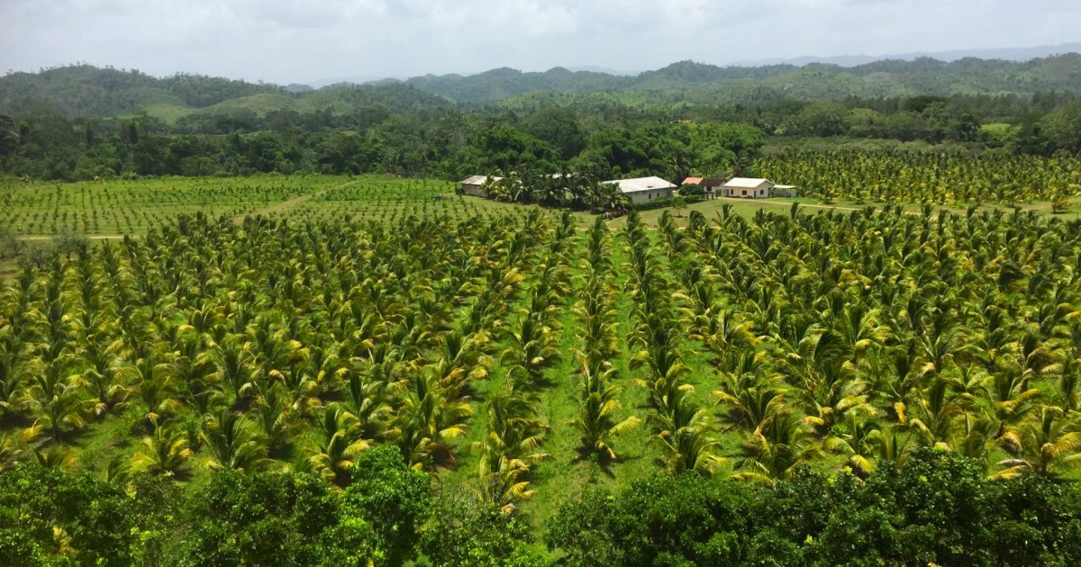 Regenerative Agriculture in Belize – Nitidæ