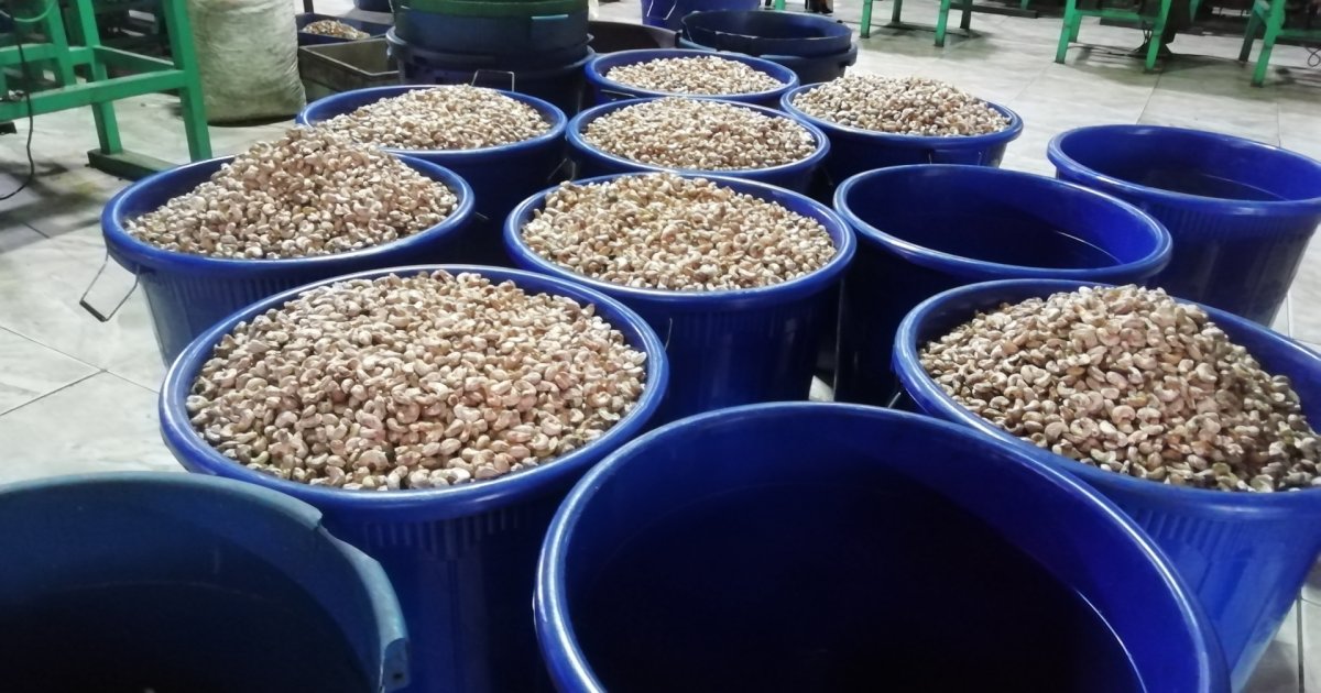 CASHCASHEW - End evaluation of the Cashing in on Cashew project in ...